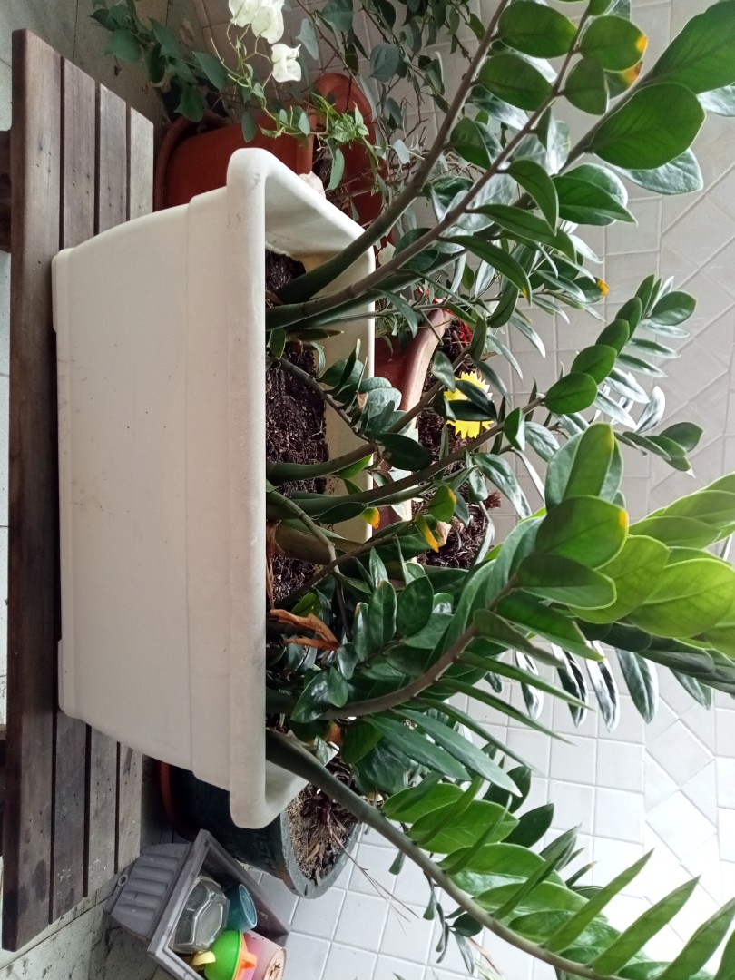 ZZ Plant in white rectangle planter, Furniture & Home Living, Gardening ...