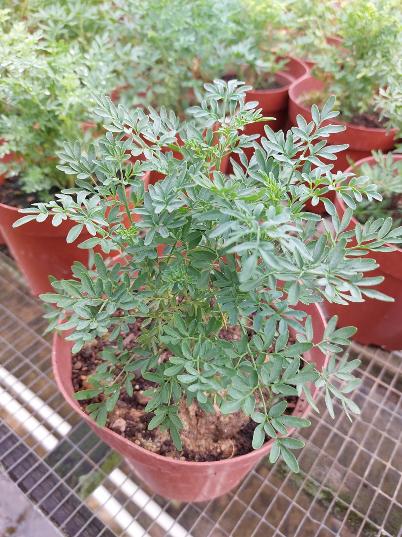 Ruta Plant, Furniture & Home Living, Gardening, Plants & Seeds on Carousell