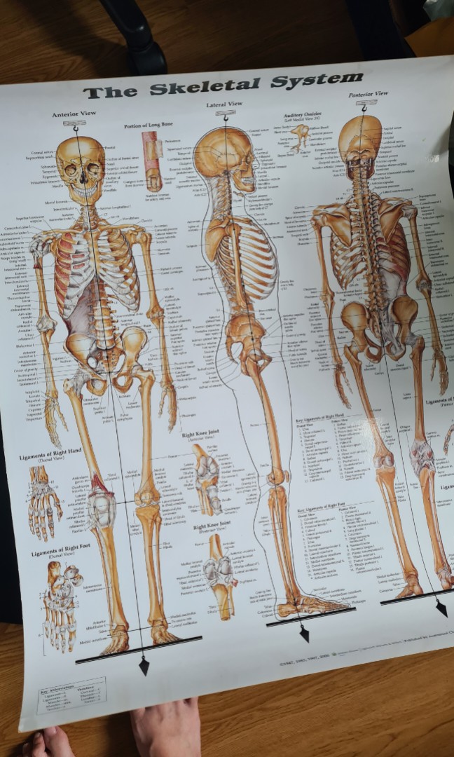 skeletal system chart work