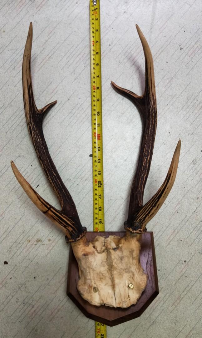 Wall Display Horns, Furniture & Home Living, Home Decor, Wall Decor on ...