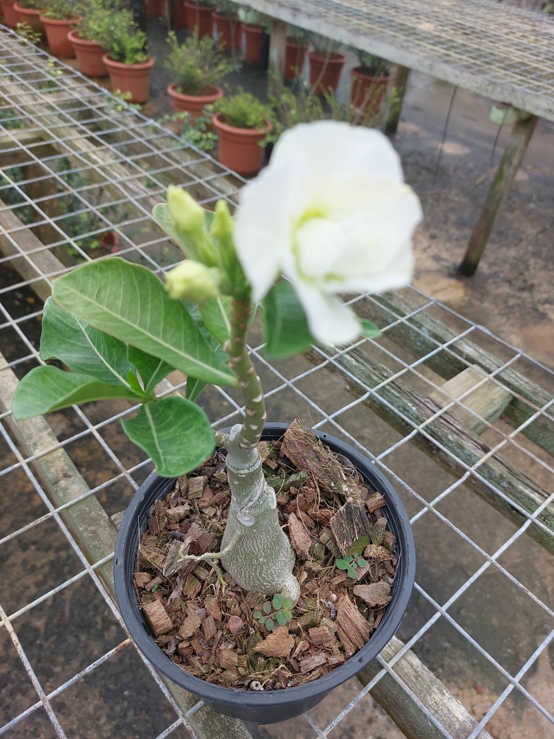 White Adenium, Furniture & Home Living, Gardening, Plants & Seeds on ...