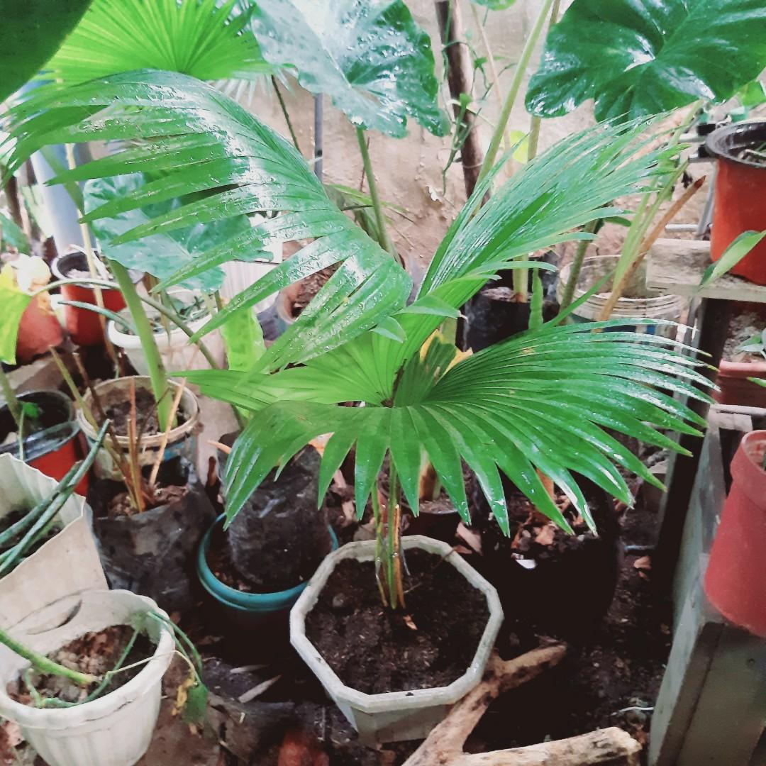 Anahaw plant, Furniture & Home Living, Gardening, Plants & Seeds on ...