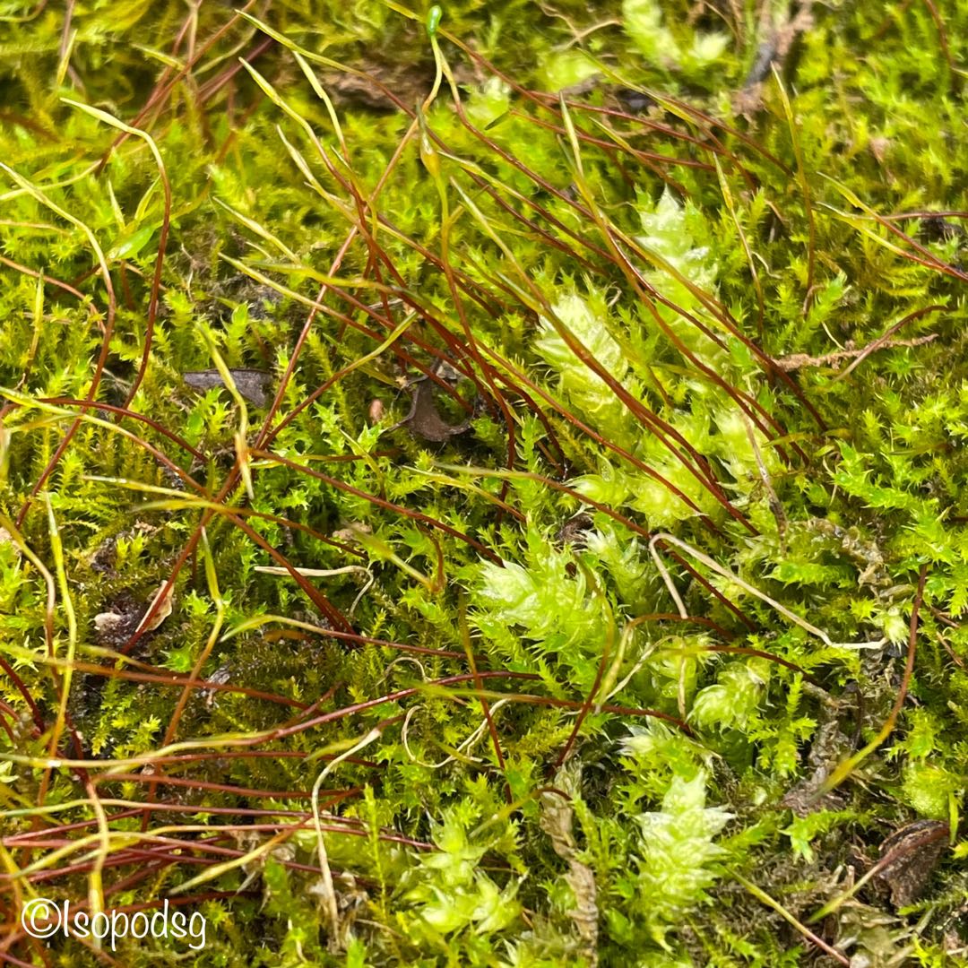 Assorted Live Moss for terrarium, Furniture & Home Living, Gardening ...