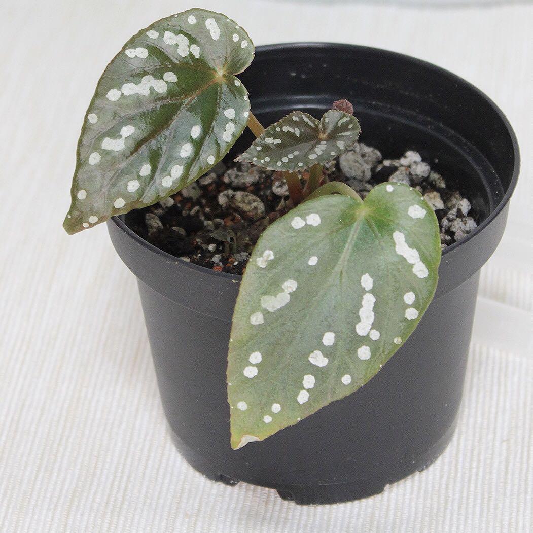 Begonia Cf Handelii, Furniture & Home Living, Gardening, Plants & Seeds ...