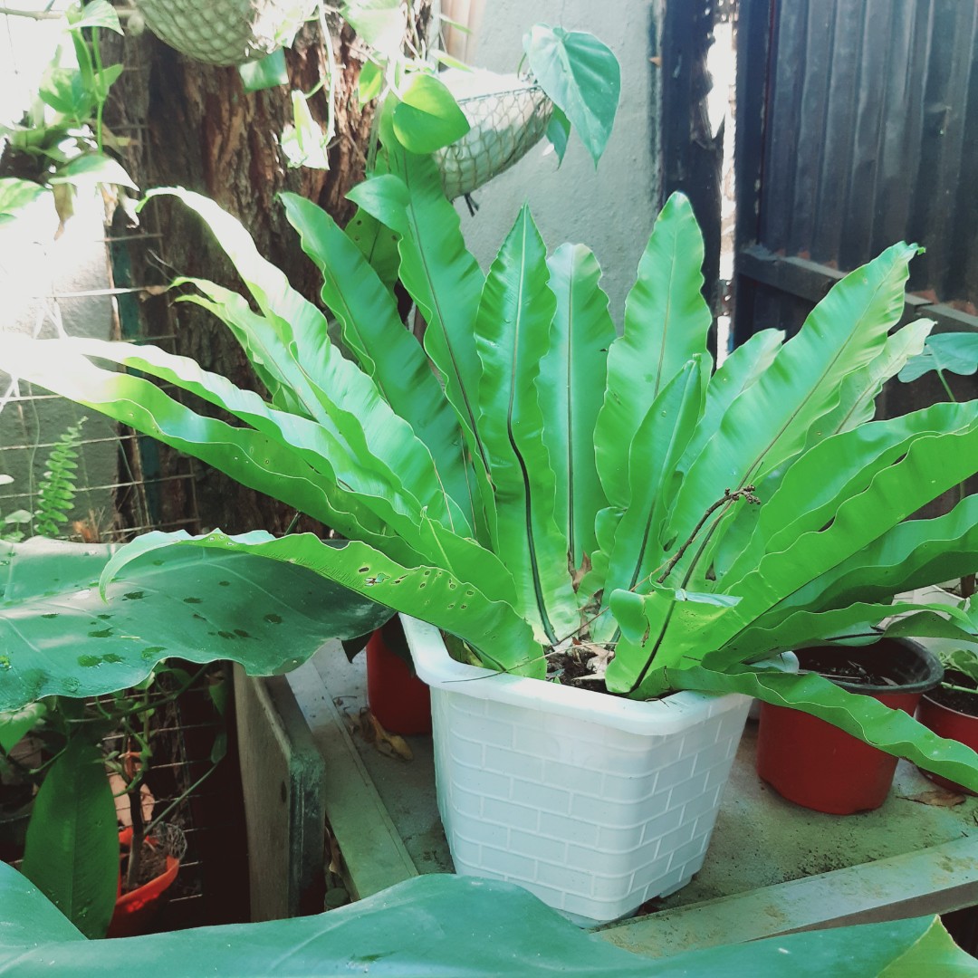 Dapo plant, Furniture & Home Living, Gardening, Plants & Seeds on Carousell