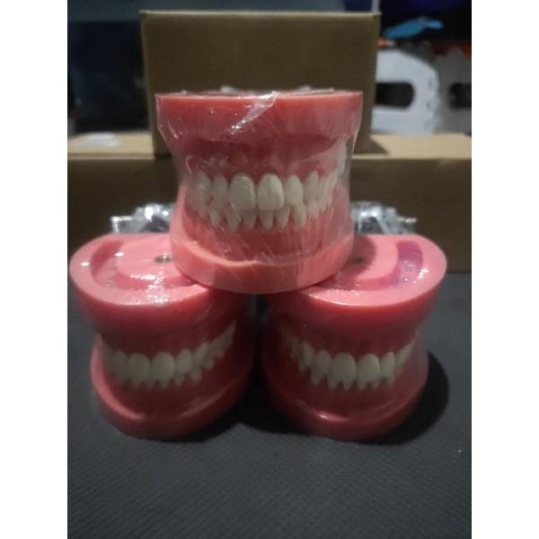 Dental Typodont Standard Model 32 Teeth Screw Nissin Compatible, Beauty ...