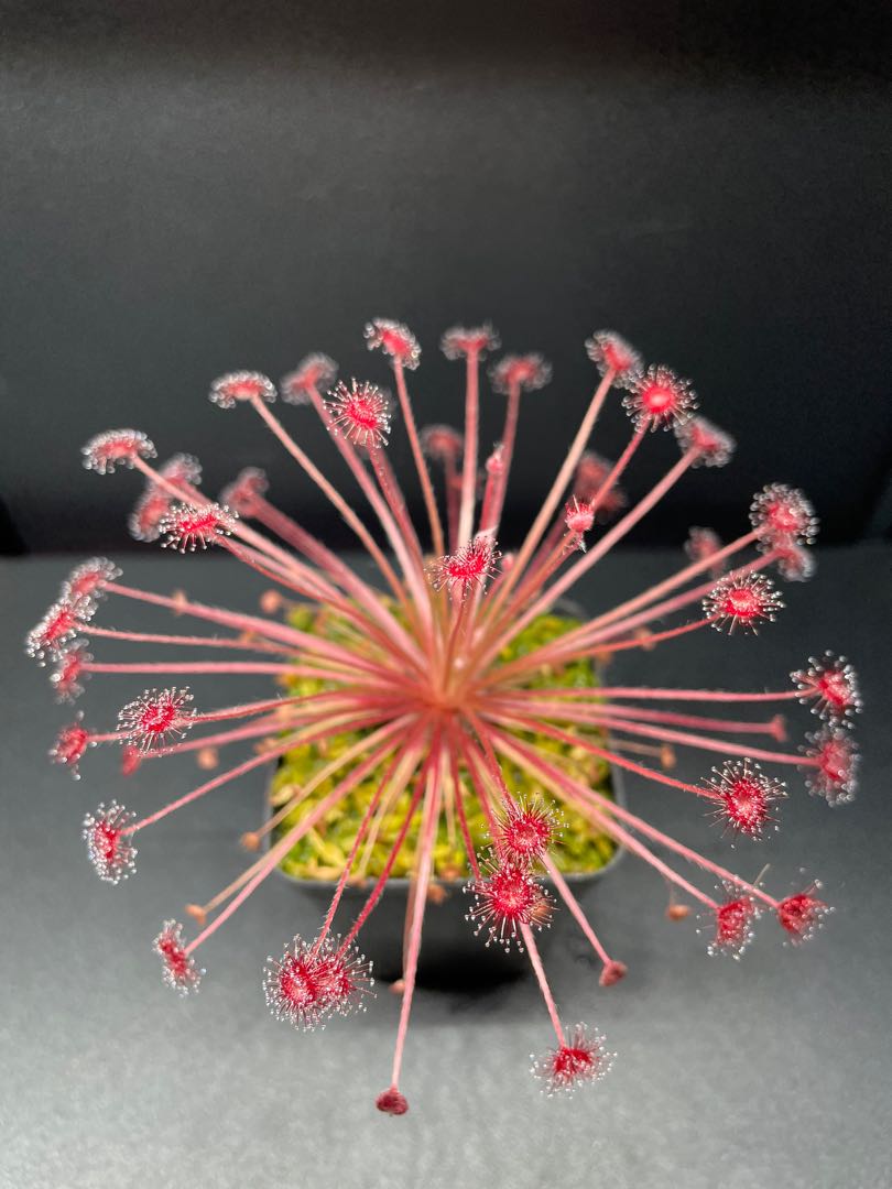 Drosera Paradoxa Sundew Carnivorous Plants Byblis, Furniture & Home ...
