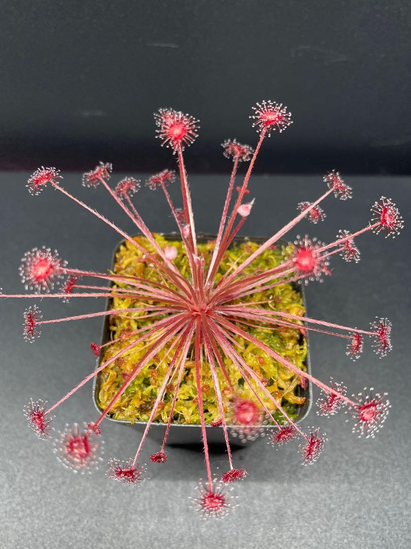 Drosera Paradoxa Sundew Carnivorous Plants Byblis, Furniture & Home ...