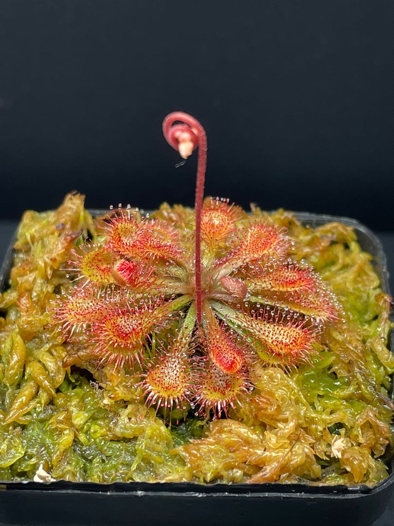 Drosera Tokaiensis Sundew Carnivorous Plants Byblis, Furniture & Home ...