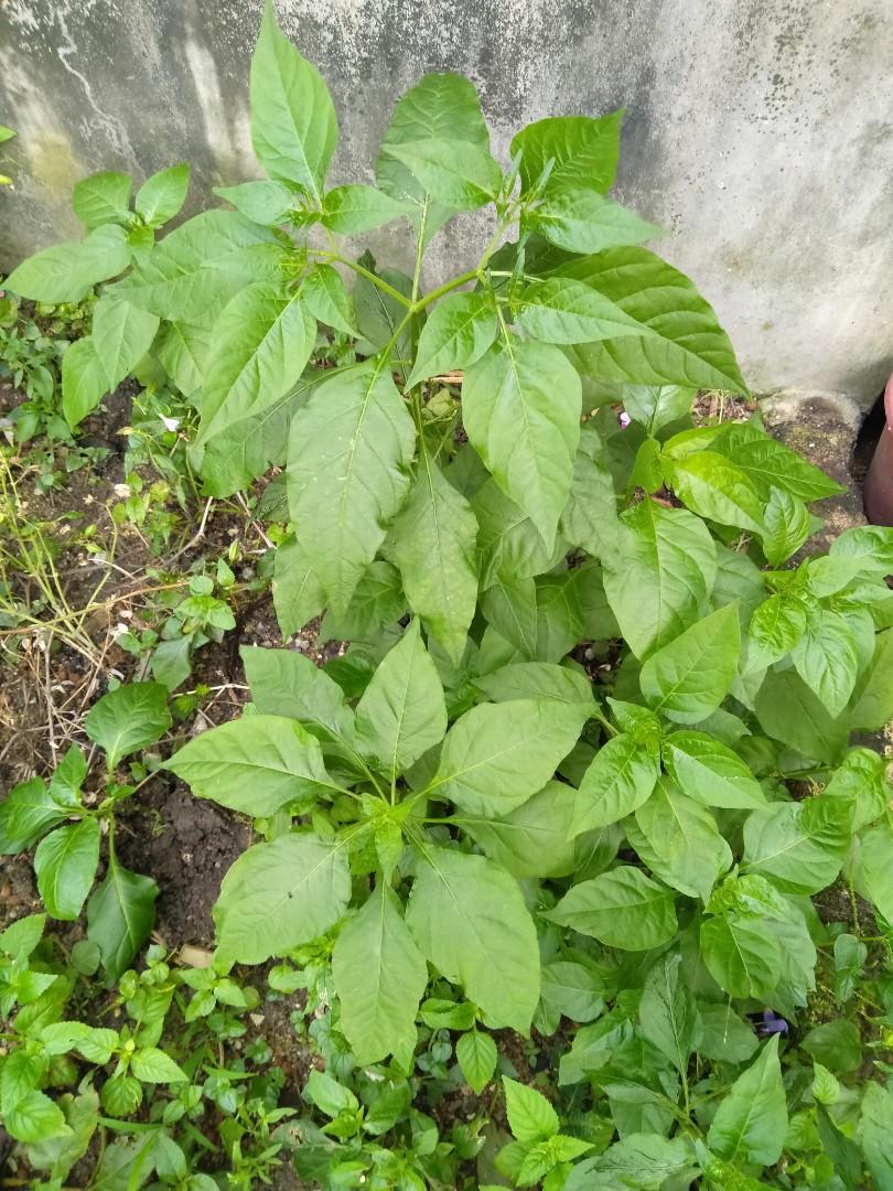 Pokok Cili Padi Chili Plant, Furniture & Home Living, Gardening, Plants ...