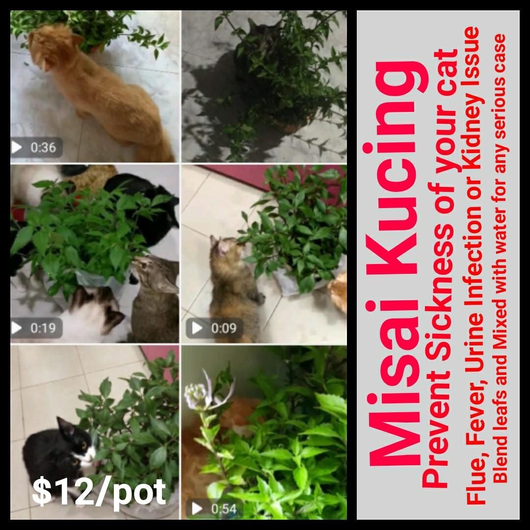 Cat Herbs Pokok Misai Kucing Plant Medium Pot Already Growth Ready to ...