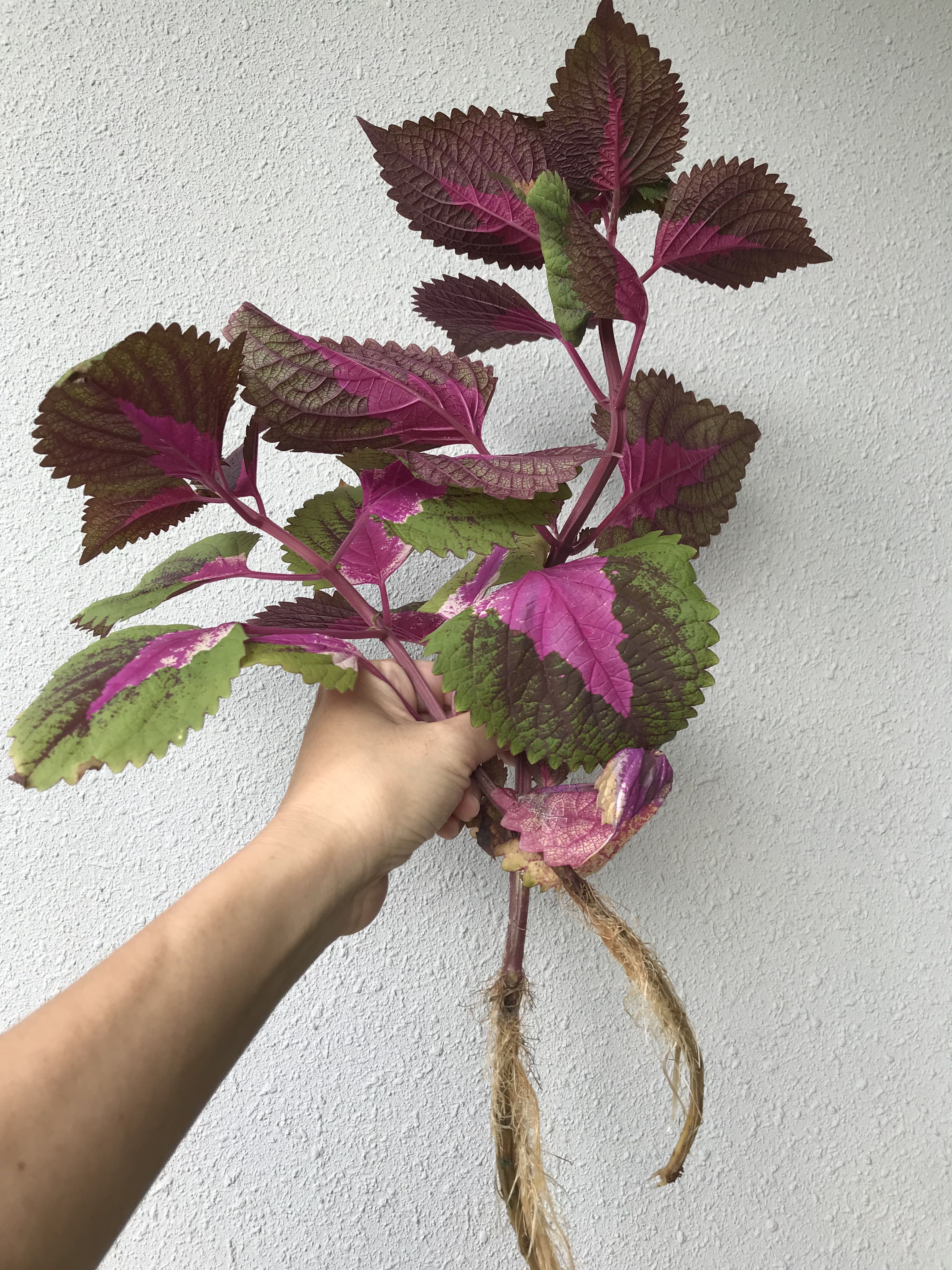 Coleus, neon potho, croton, snake, monstera adansonii, orchid keikis ...