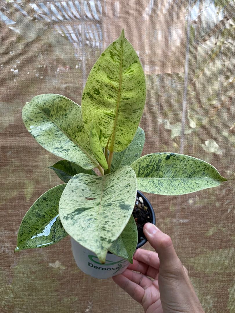 Ficus Shivereana, Furniture & Home Living, Gardening, Plants & Seeds on ...