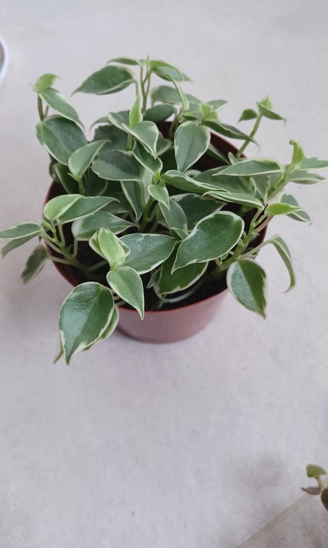 Peperomia Nitida Variegated, Furniture & Home Living, Gardening, Plants ...