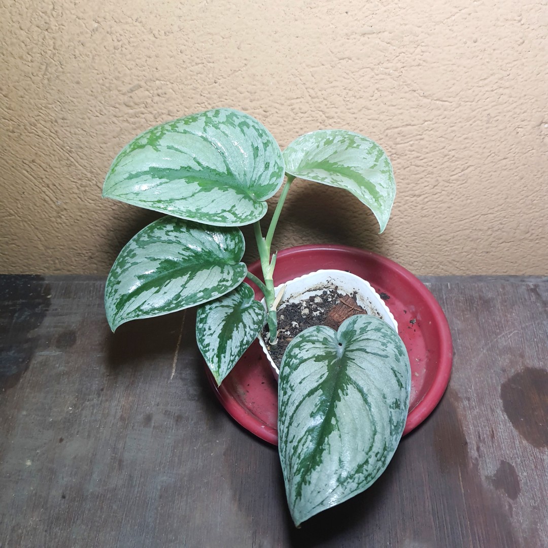 Scindapsus exotica sumatera, Furniture & Home Living, Gardening, Plants ...