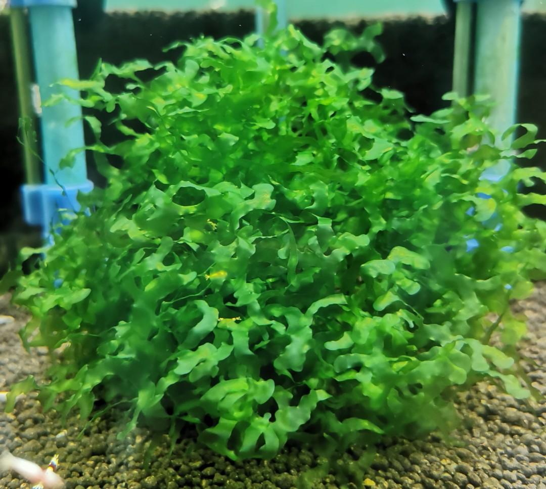 Subwassertang aka German seaweed, Furniture & Home Living, Gardening ...