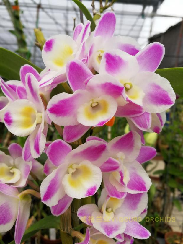 Dendrobium china dream crystal orchids, Furniture & Home Living ...