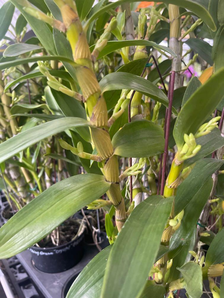 Dendrobium china dream crystal orchids, Furniture & Home Living ...