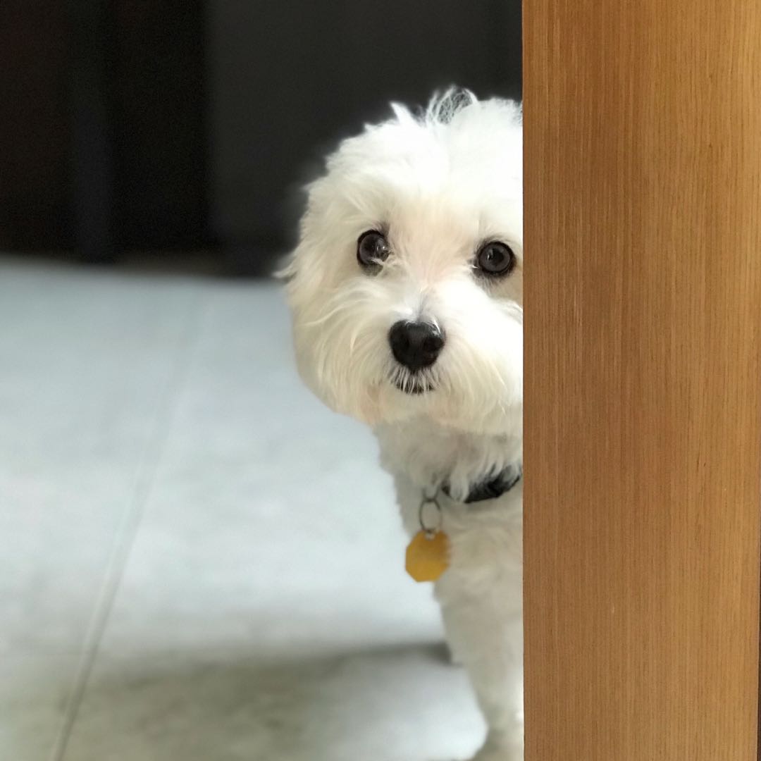 Dog named Baby, Pet Supplies, Health & Grooming on Carousell