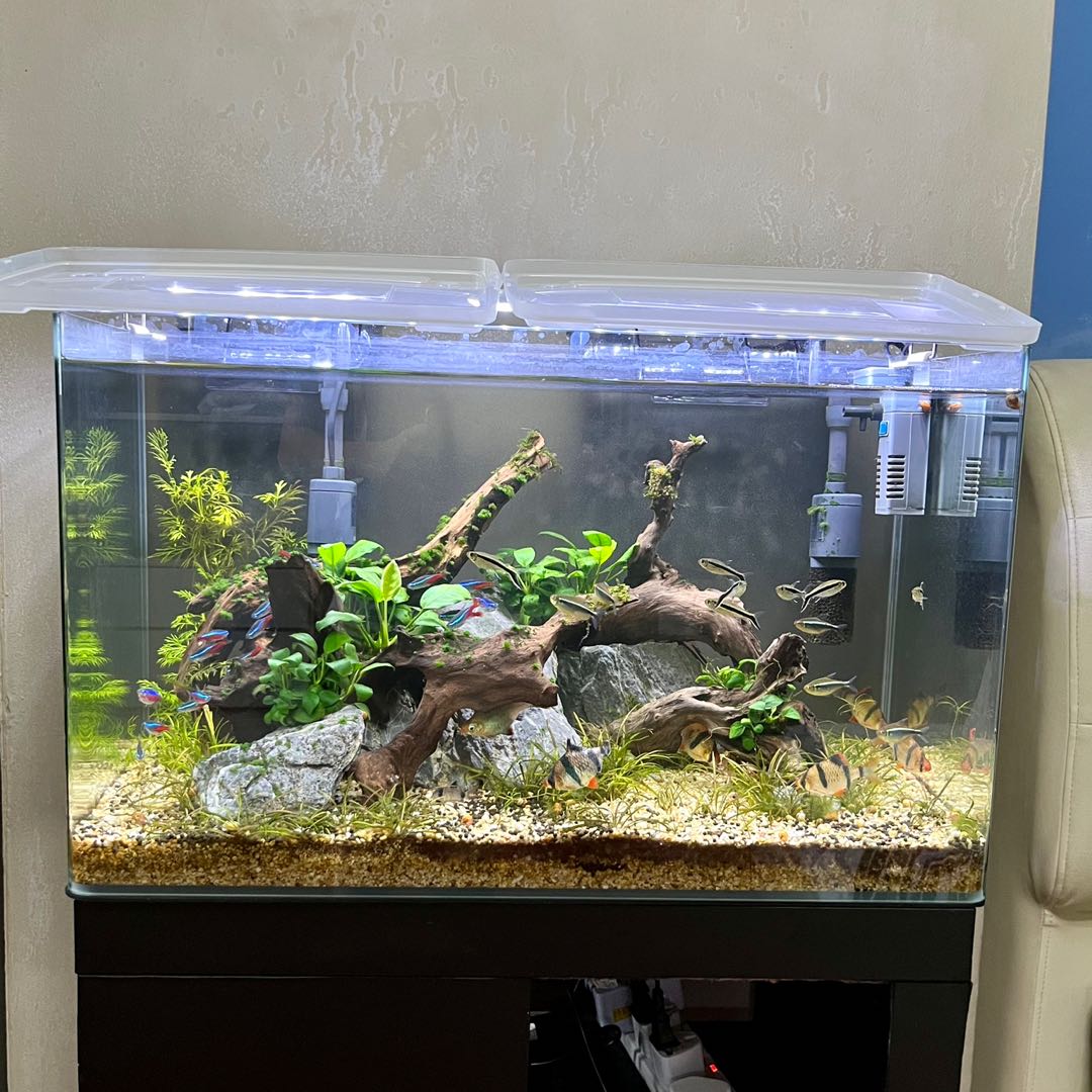 Fully designed 2 Feet Fish Tank, Pet Supplies, Homes & Other Pet ...