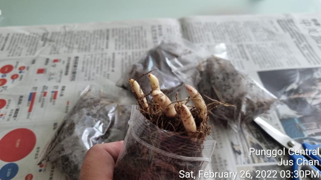 Lily of the valley pips 2023, Furniture & Home Living, Gardening ...