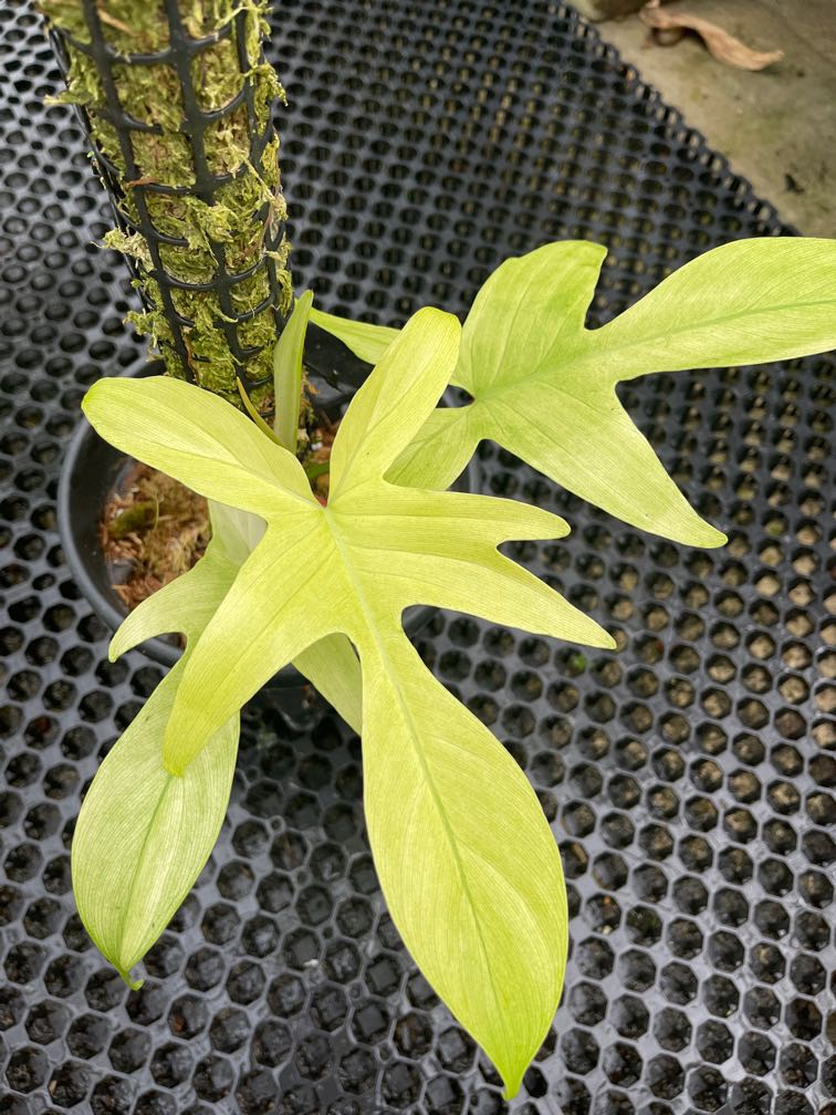 Philodendron florida ghost mint variegated with moss pole, Furniture ...