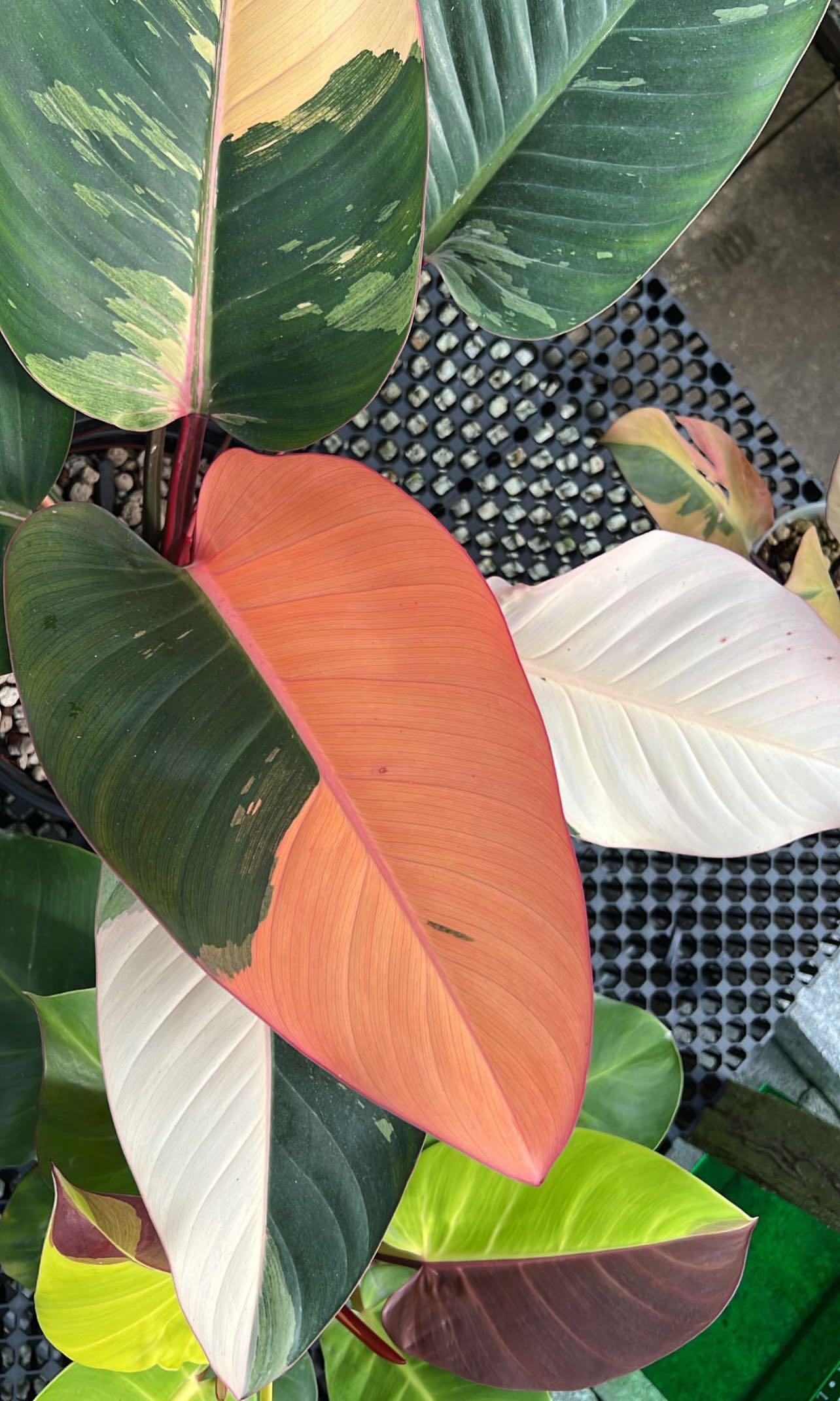 Philodendron Red Congo Variegated, Furniture & Home Living, Gardening ...