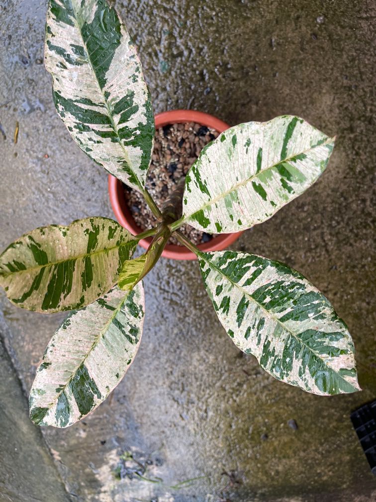 variegated frangipani, Furniture & Home Living, Gardening, Plants ...