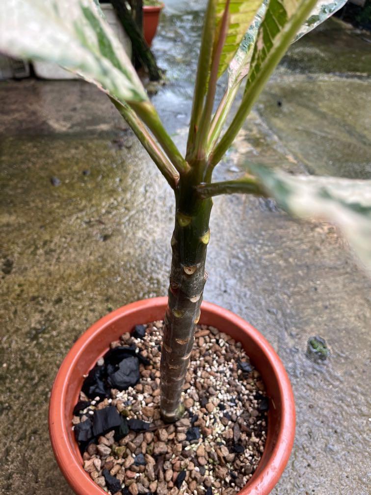 variegated frangipani, Furniture & Home Living, Gardening, Plants ...