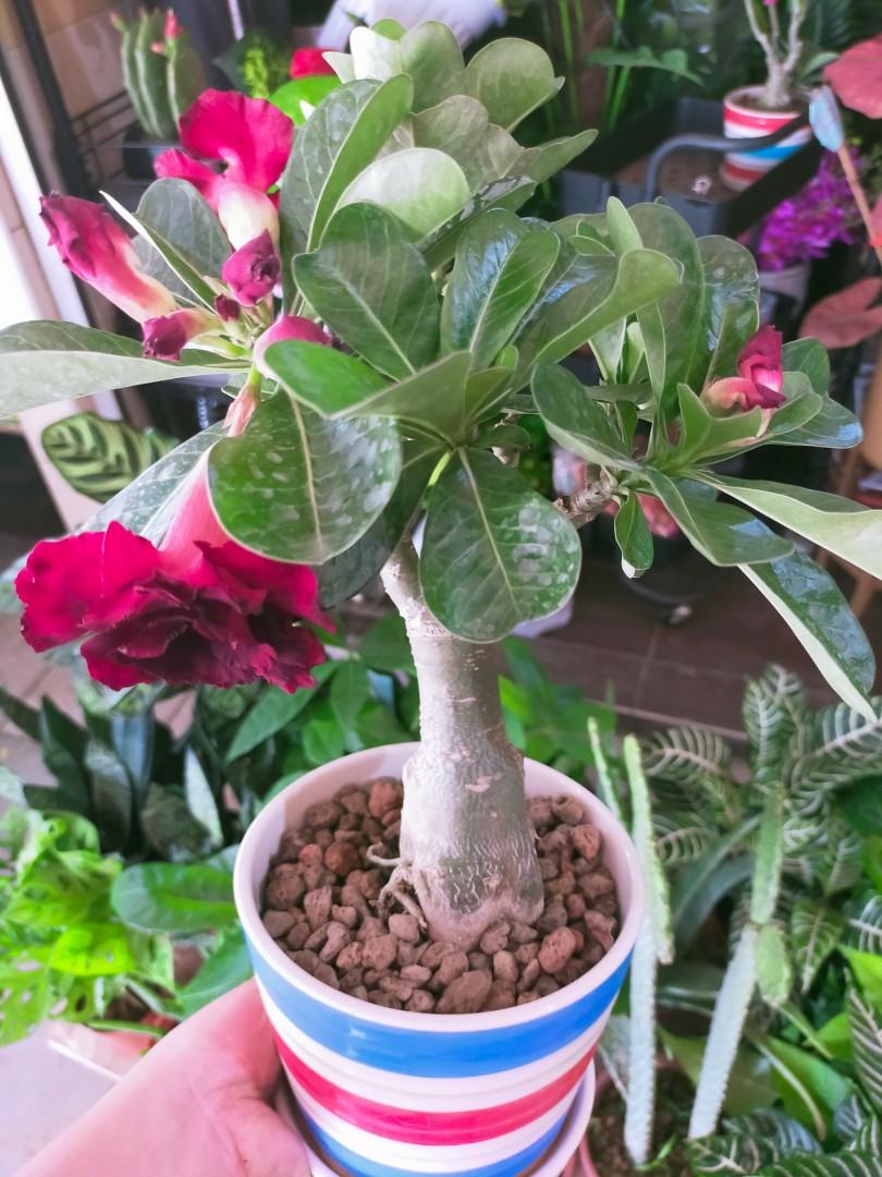 Adenium plant ( red dark colour), Furniture & Home Living, Gardening ...
