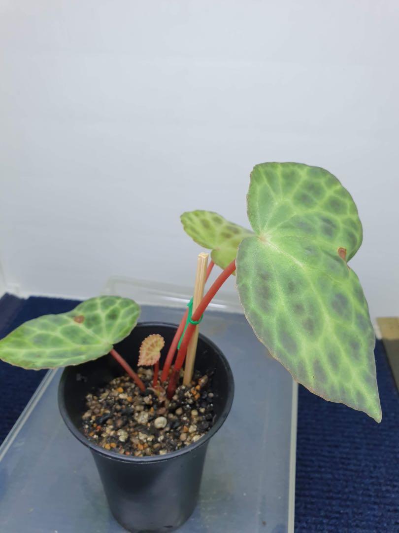 Begonia sp trang, Furniture & Home Living, Gardening, Plants & Seeds on ...