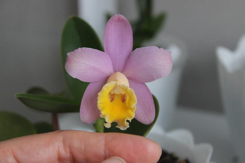 Outstanding Beauty - Cattleya Crystelle Smith Orchid for Sale ...