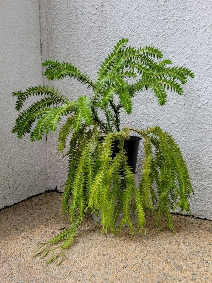 Tassel Fern / Huperzia, Furniture & Home Living, Gardening, Plants ...