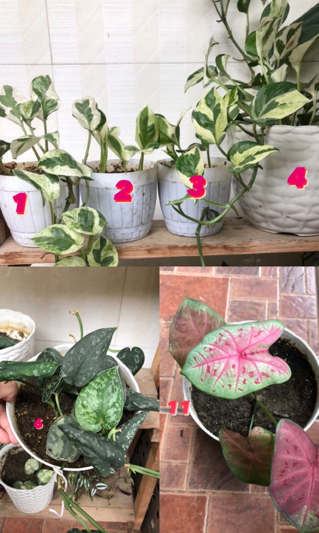 Njoy pothos, Silver Satin, Sexy Pink Syngonium(Indoor Plants, Trailing ...