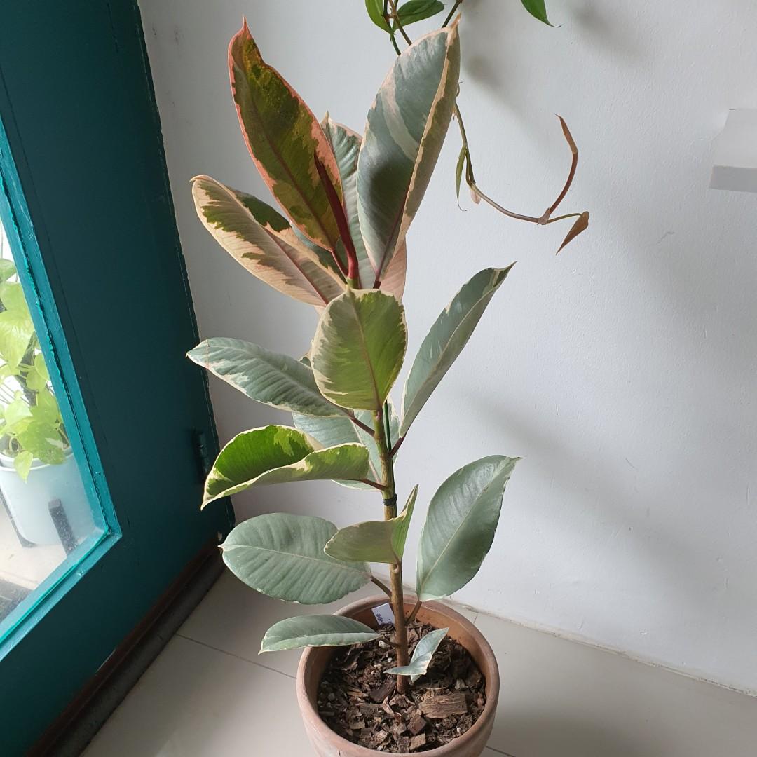 Ruby Tineke, Furniture & Home Living, Gardening, Plants & Seeds on ...