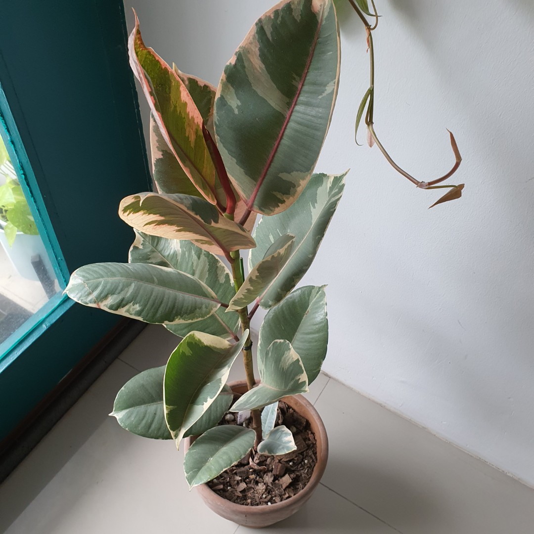 Ruby Tineke, Furniture & Home Living, Gardening, Plants & Seeds on ...