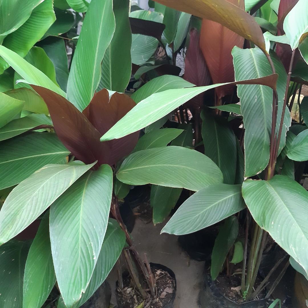 Wheat calathea / red tobacco, Furniture & Home Living, Gardening ...