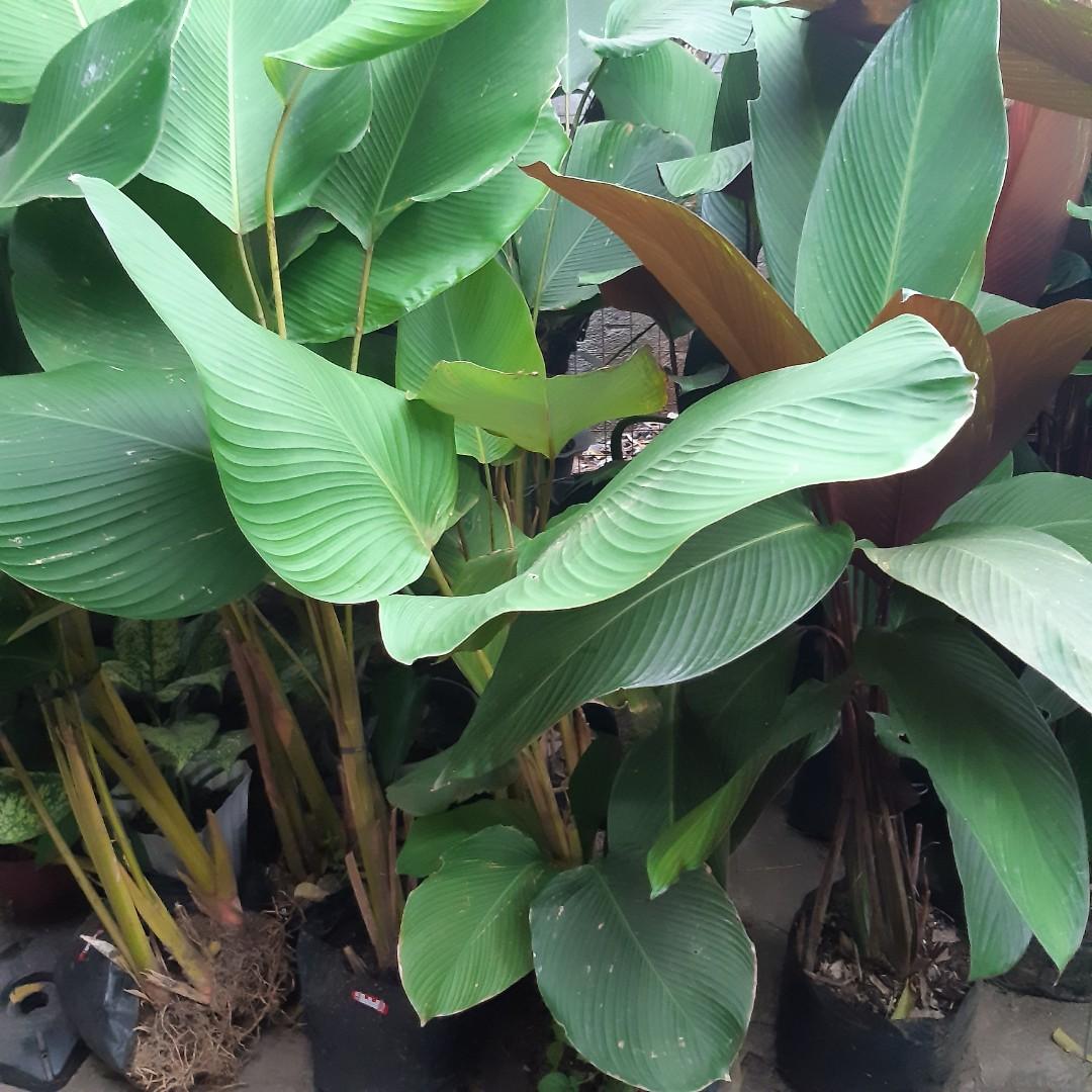 Wheat calathea / red tobacco, Furniture & Home Living, Gardening ...