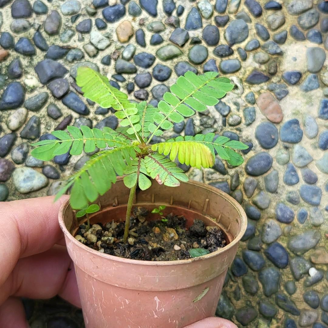 Biophytum sensitivum aka Little Tree Plant, Furniture & Home Living ...