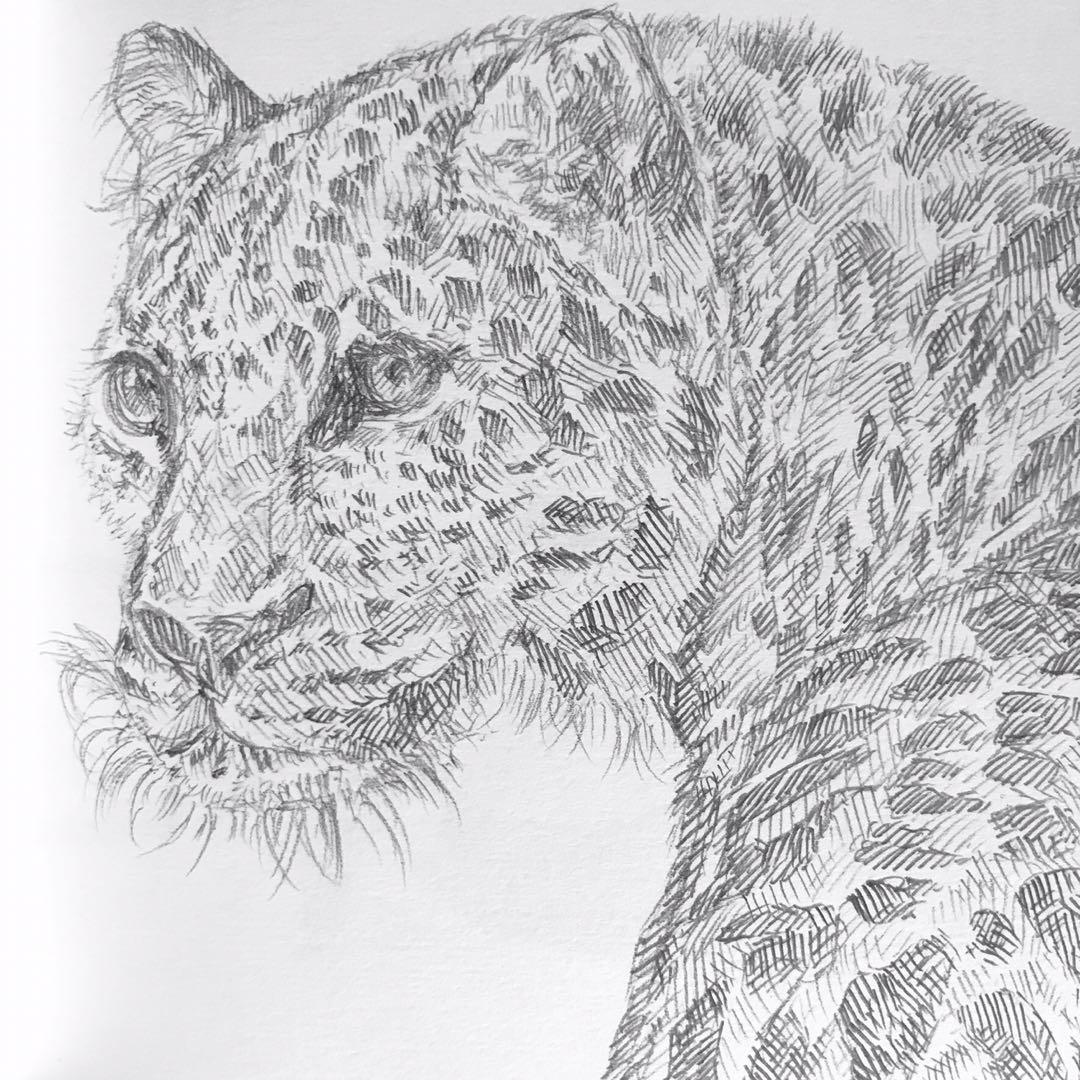 Custom Animal Drawings / Custom Pet Drawing, Hobbies & Toys, Stationery ...