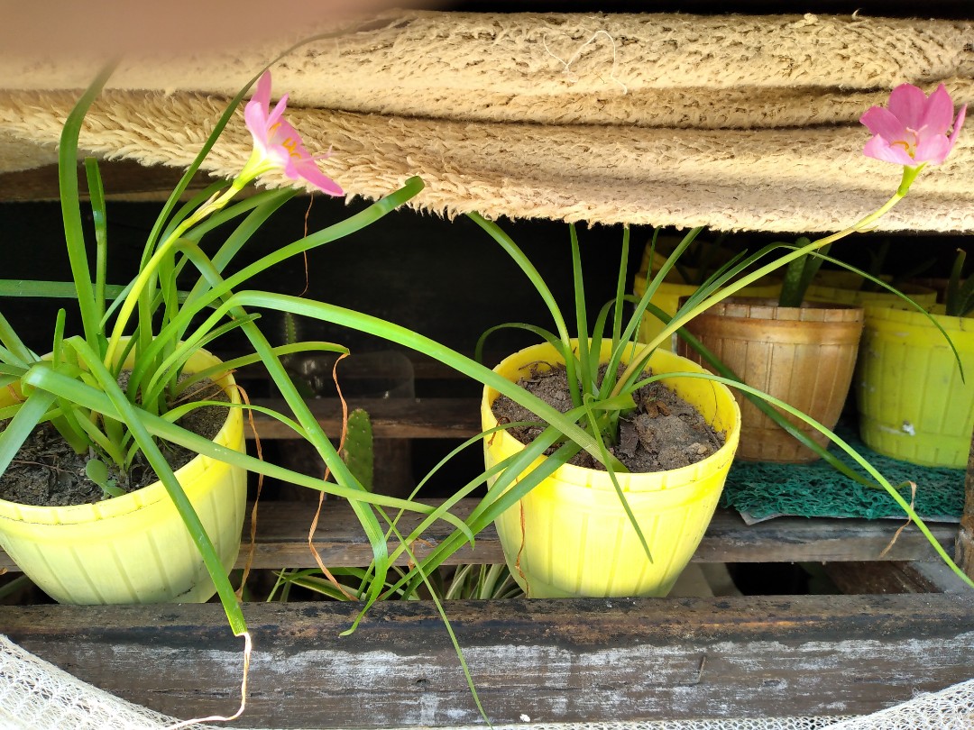 Fairy Lilies 3 for 100, Furniture & Home Living, Gardening, Plants ...