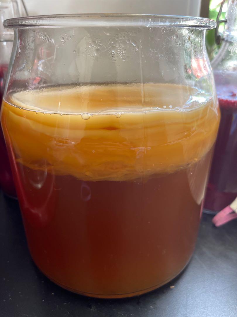 Kombucha - scoby / starter kit, Food & Drinks, Beverages on Carousell