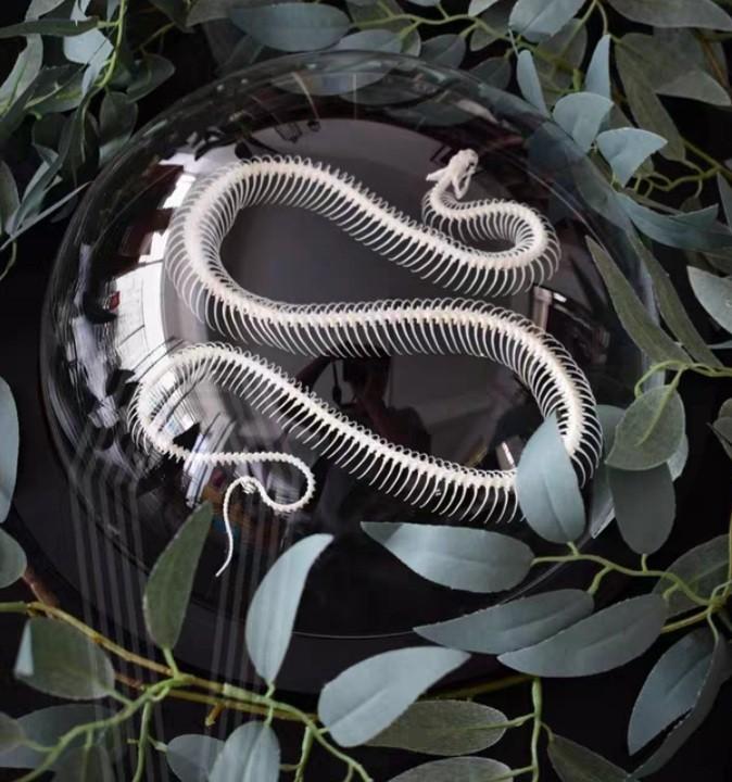 Snake bones in dome glass frame display gothic dark art, Hobbies & Toys ...