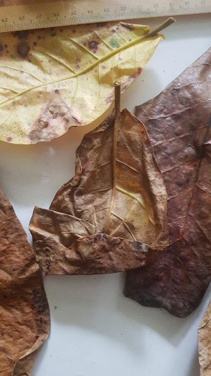 Indian almond leaves (daun ketapa/catappa) for blackwater aquascape ...
