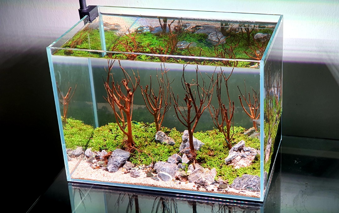 Low maintenance Autumn theme Nano Aquarium, Pet Supplies, Homes & Other ...