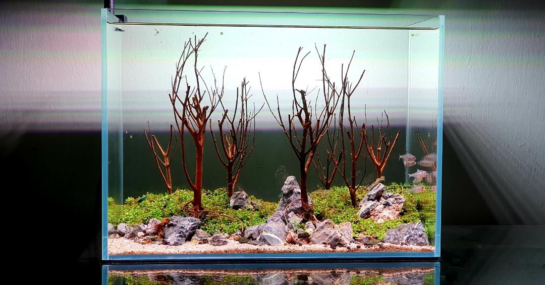 Low maintenance Autumn theme Nano Aquarium, Pet Supplies, Homes & Other ...