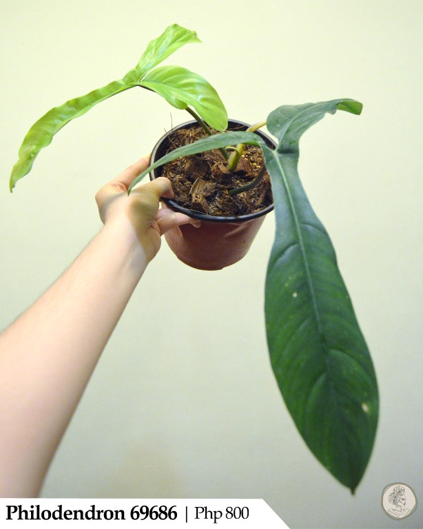 Philodendron 69686 (big/bunny ears), Furniture & Home Living, Gardening ...