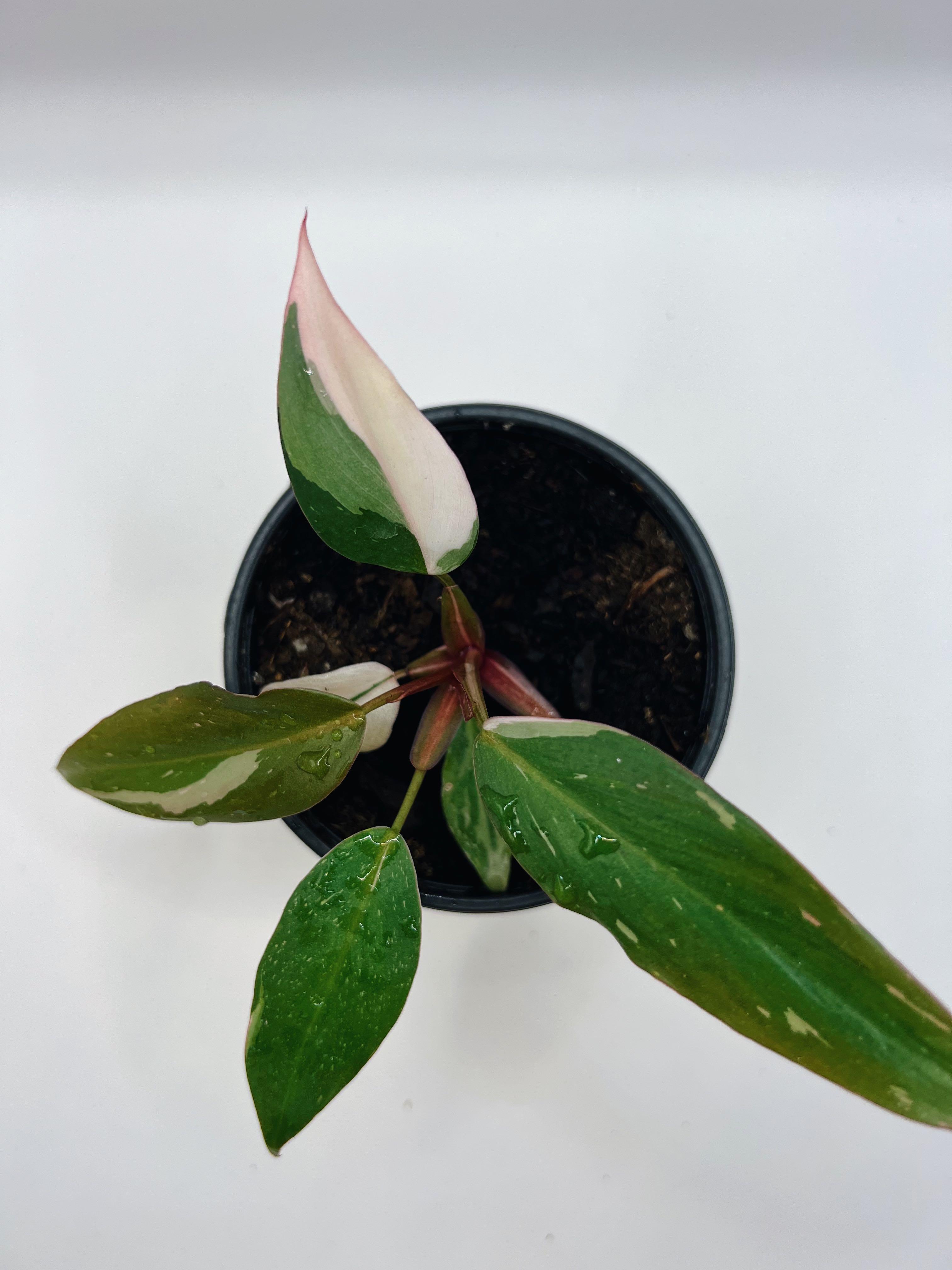 [NEW STOCK] Philodendron Pink Princess Marble TC, Furniture & Home ...
