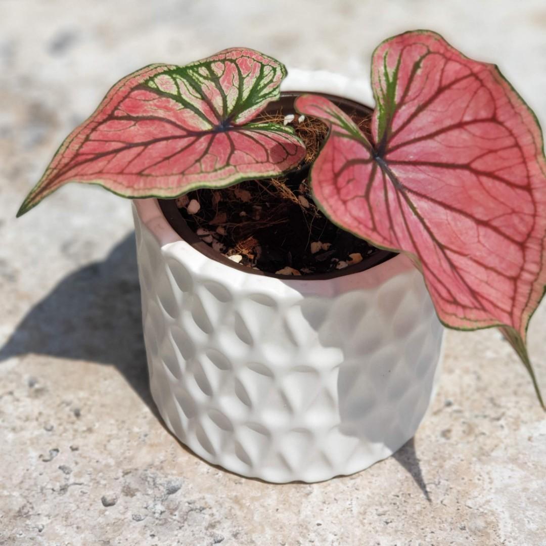 The Leaferie Dolomites ceramic planter . Plant pots . Flowerpot ...