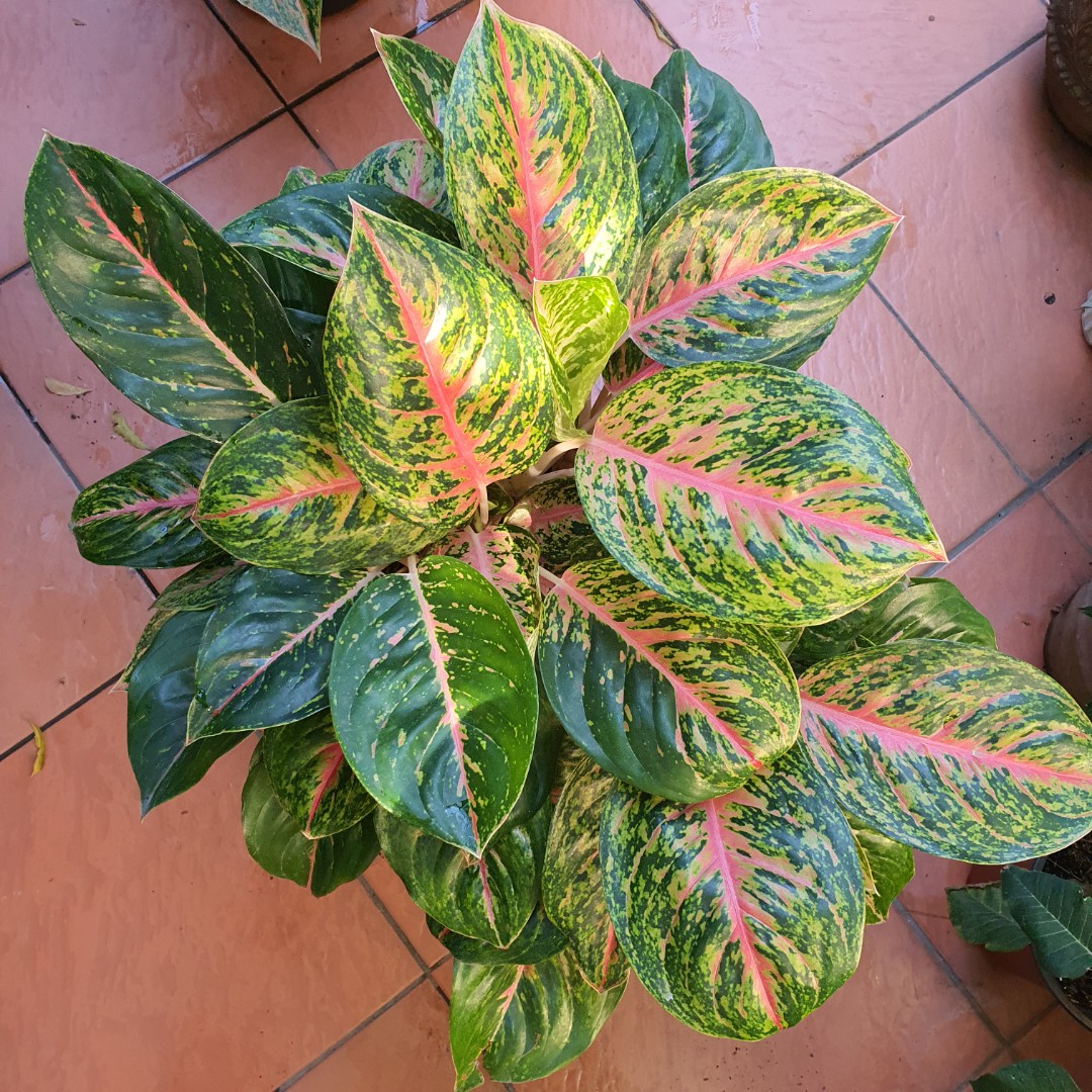 Aglaonema Boxer Lush, Furniture & Home Living, Gardening, Plants ...